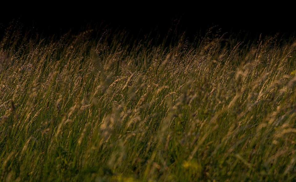 Blühende Gras Auf Einem Dunklen - Kostenloses Foto auf Pixabay
