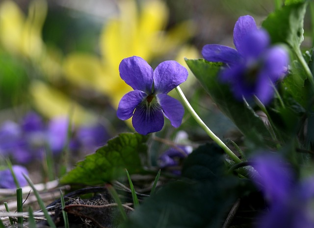 Micsunea Blomma Blå - Gratis foto på Pixabay
