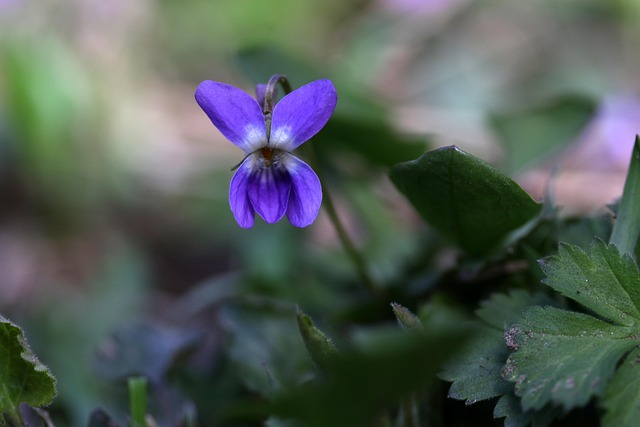 Micsunea Flower Blue - Free photo on Pixabay - Pixabay