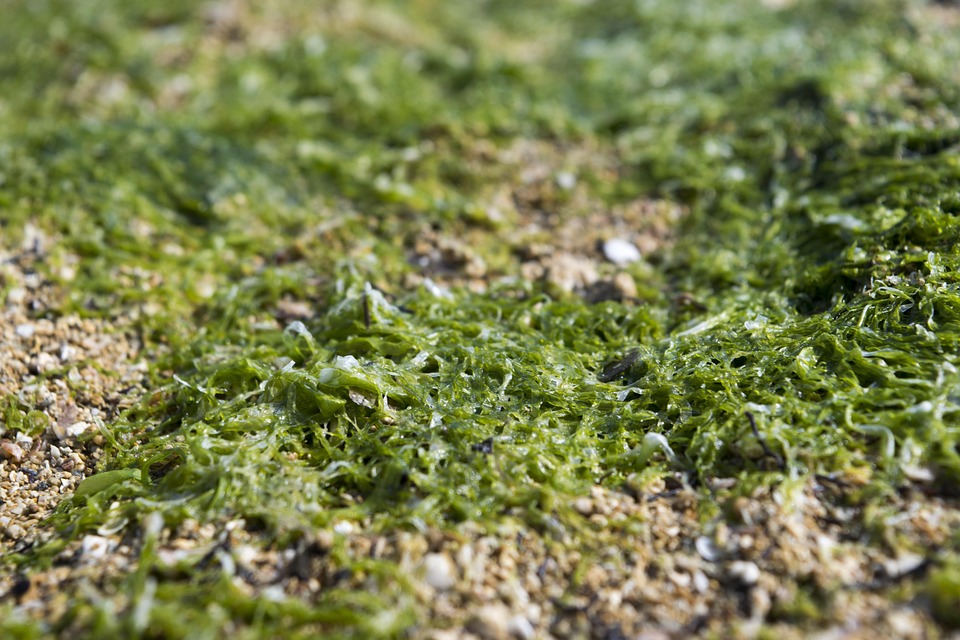 Sea Algae Seaweed - Free photo on Pixabay - Pixabay