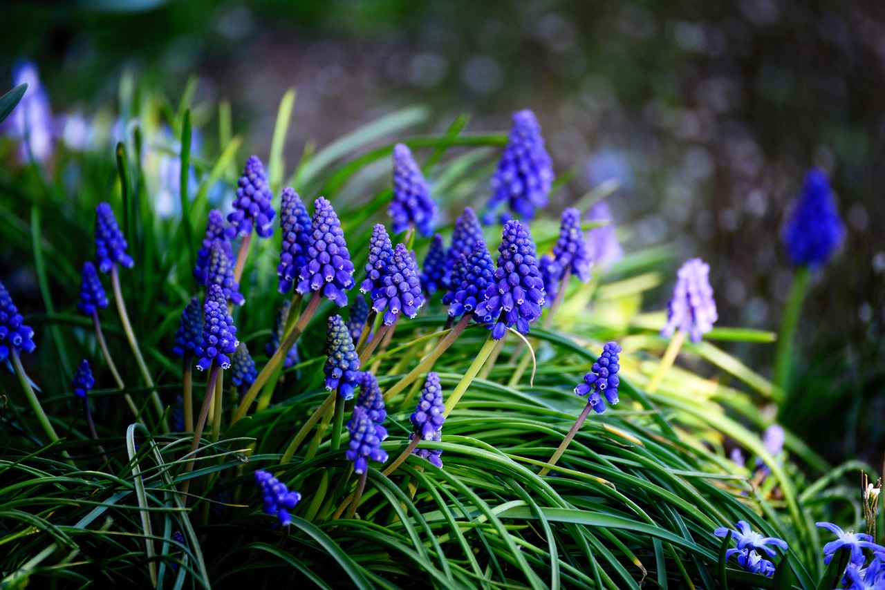 Plus de 2 000 photos gratuites de Jacinthes et de Nature - Pixabay