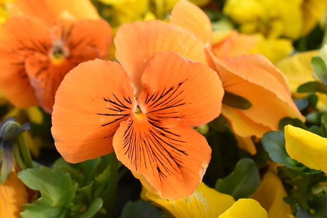 Banci Bunga Kebun - Foto gratis di Pixabay - Pixabay