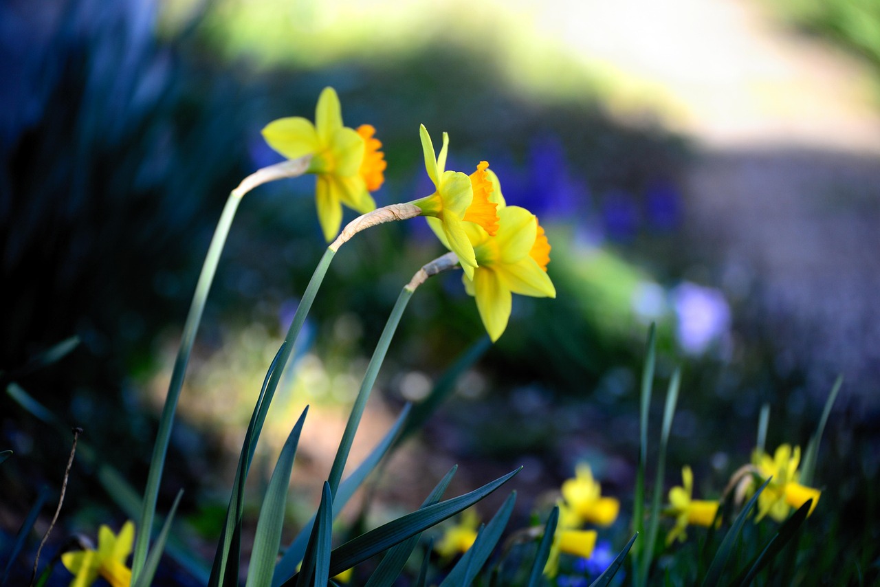 Easter Bells Daffodils Spring - Free photo on Pixabay