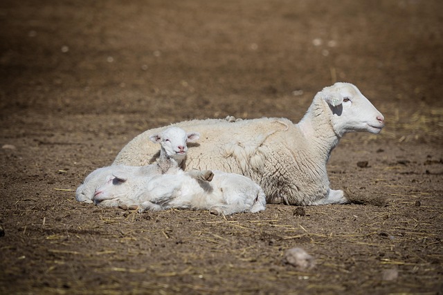 Sleeping Baby Sheep