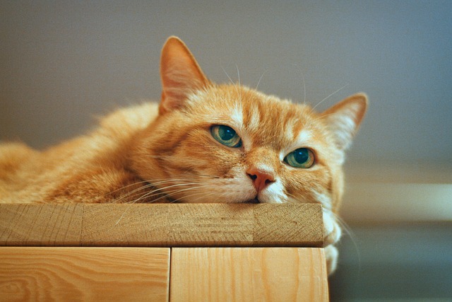 Chat Red Cat Rouge - Photo gratuite sur Pixabay - Pixabay
