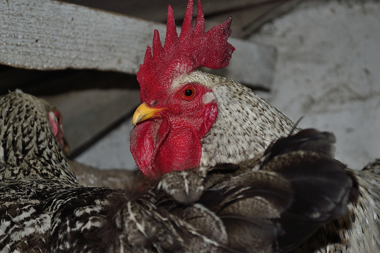 Gallo Pájaro Plumaje - Foto gratis en Pixabay - Pixabay