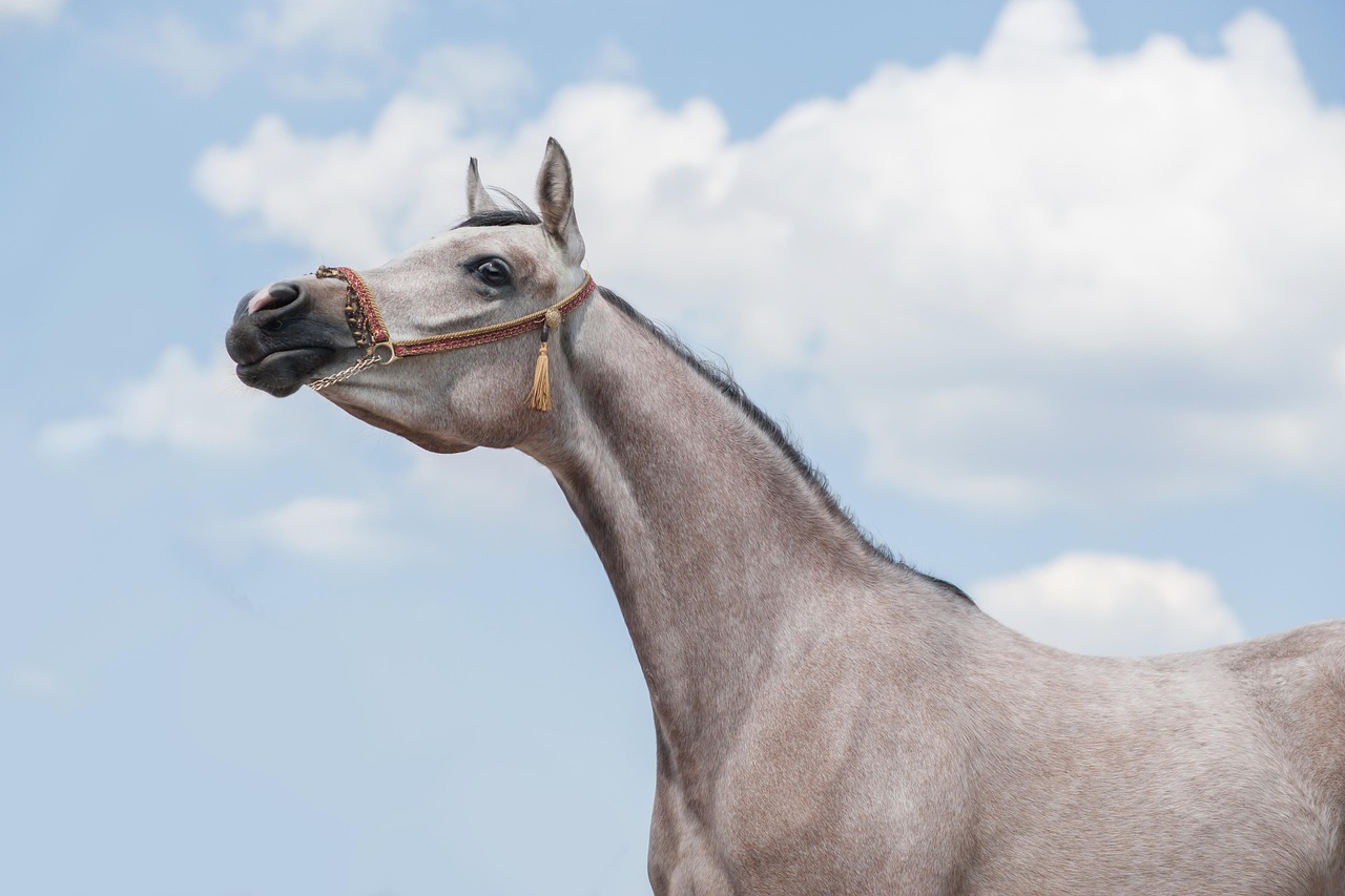 Grey Arabian Horse Head