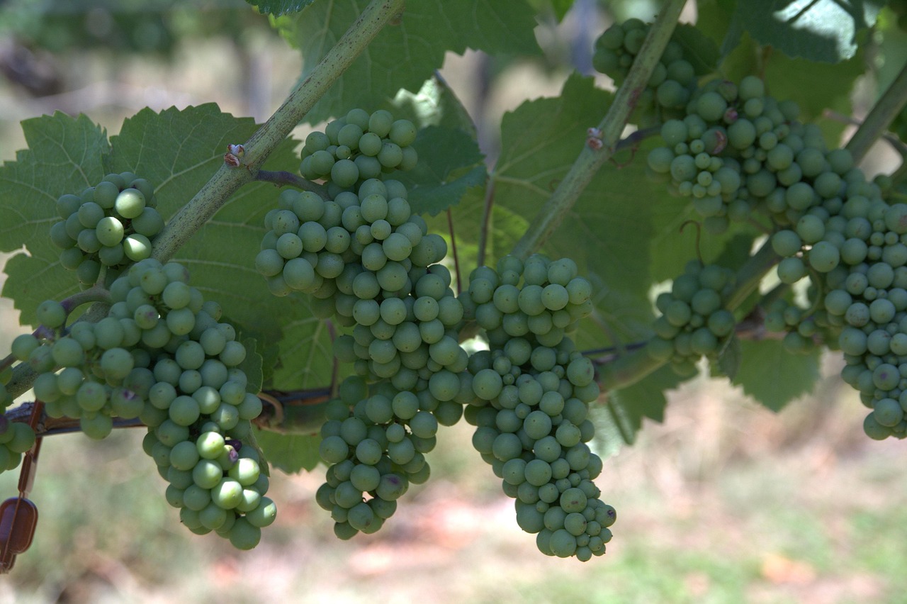 Wine Grapevine Vine - Free photo on Pixabay - Pixabay