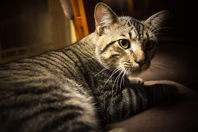 Kucing Hewan - Foto gratis di Pixabay - Pixabay
