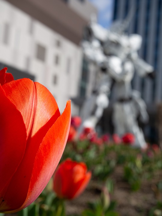 Tulip Primavera Flores - Foto gratis en Pixabay - Pixabay