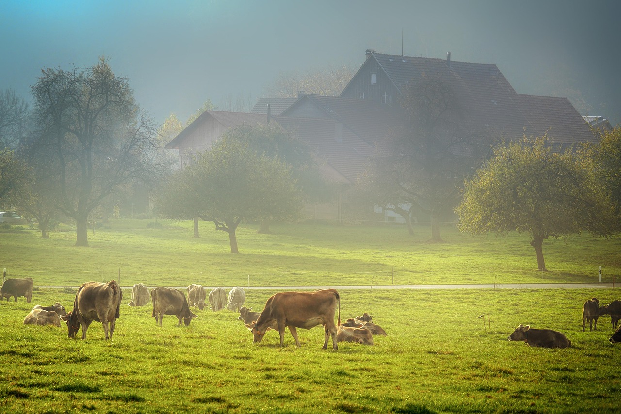 Pasture Cows Beef - Free photo on Pixabay - Pixabay