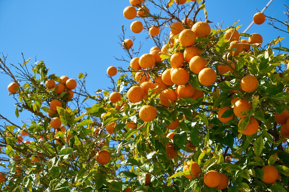 Mandarim Fruta Delicioso - Foto gratuita no Pixabay - Pixabay