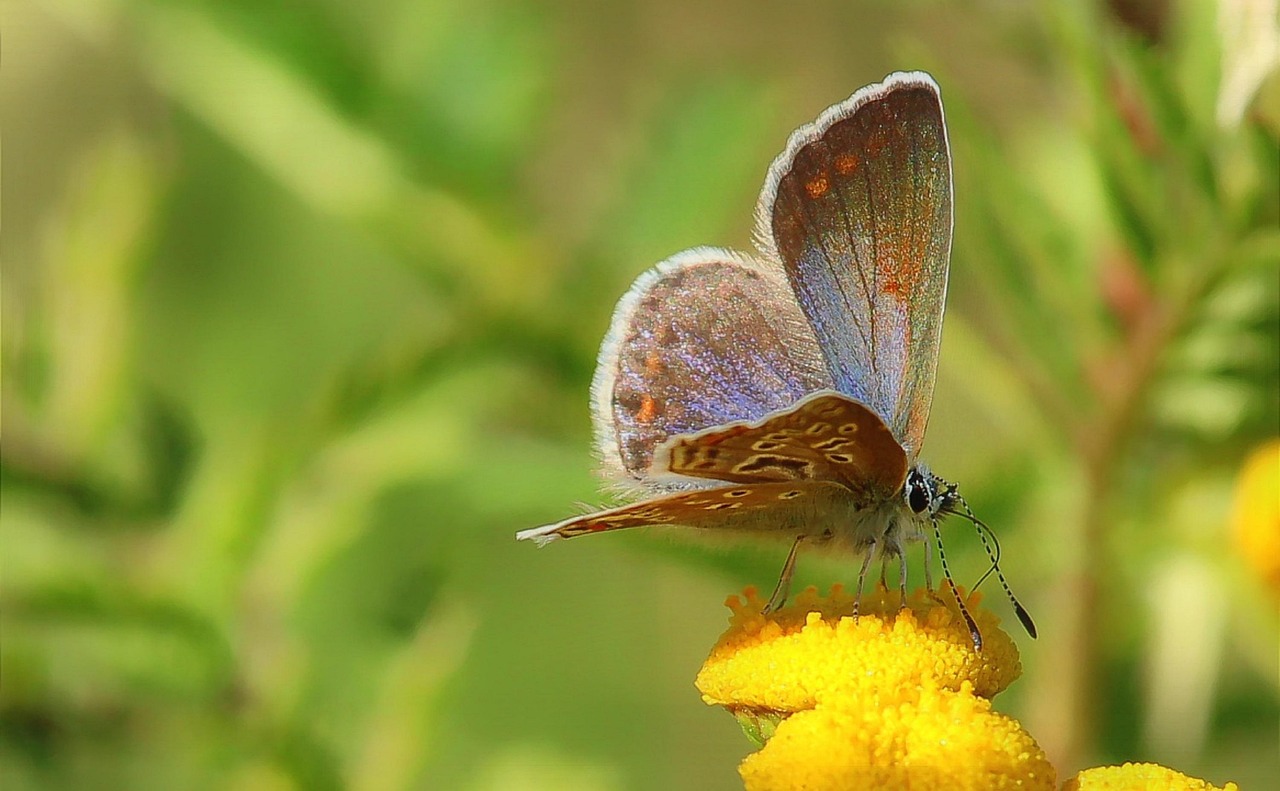 70+ Free Lycaenids & Lycaenidae Images - Pixabay