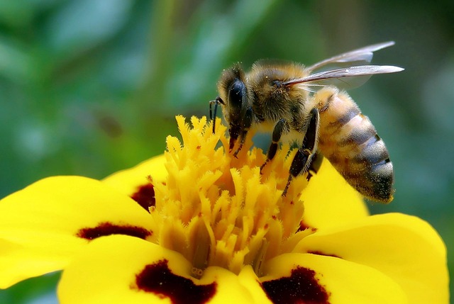 Abeja Siempre Cerrar - Foto gratis en Pixabay