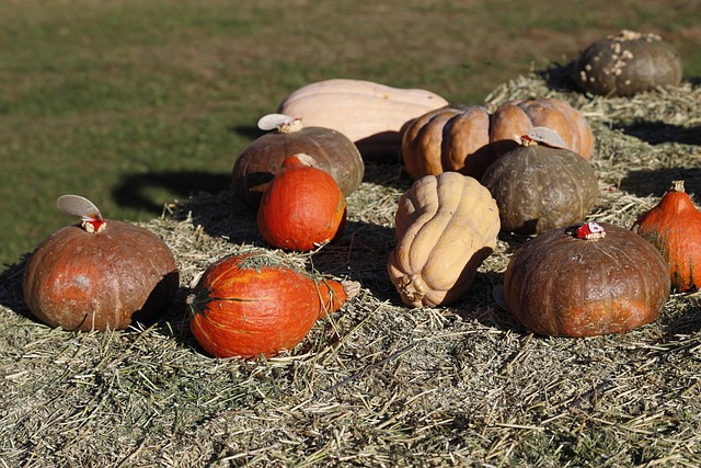 Pumpkins Pumpkin Orange - Free photo on Pixabay - Pixabay