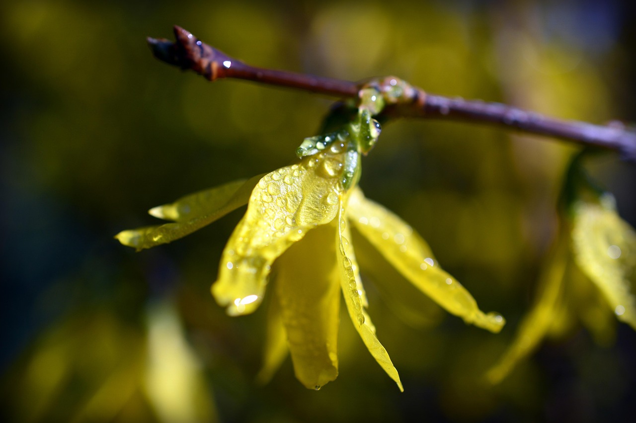 500+ Free Forsythia & Nature Images - Pixabay