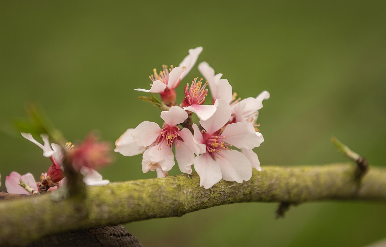 Almond Blossom Fruit Tree Bloom - Free photo on Pixabay - Pixabay