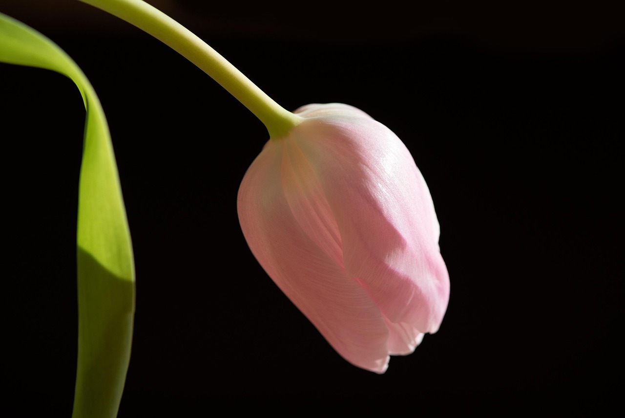 Flor Rosado De Primavera - Foto gratis en Pixabay - Pixabay