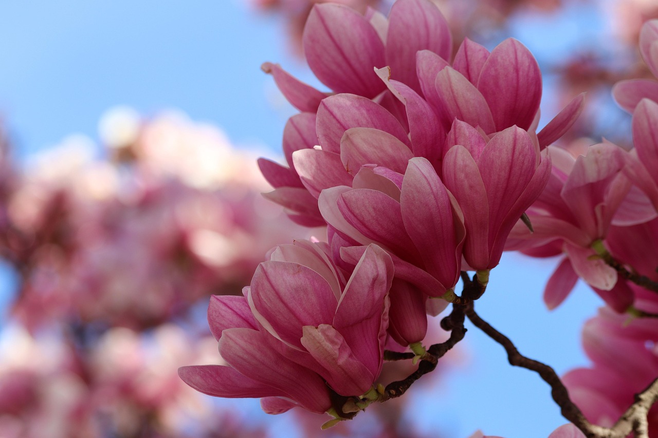 Magnolia Rose Le Printemps Fleurs - Photo gratuite sur Pixabay - Pixabay