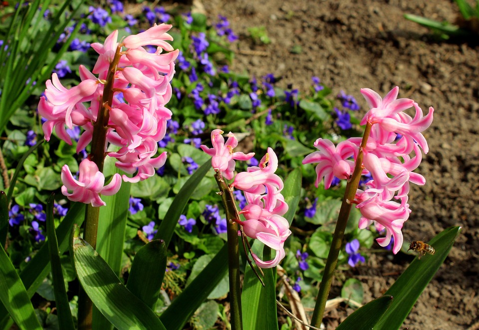 Hyacinth Flower Spring Garden - Free photo on Pixabay - Pixabay