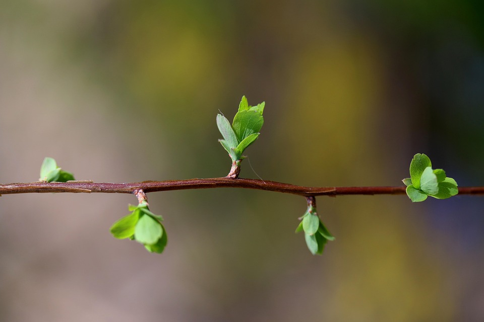 Feuilles Bourgeon Vert Le - Photo gratuite sur Pixabay