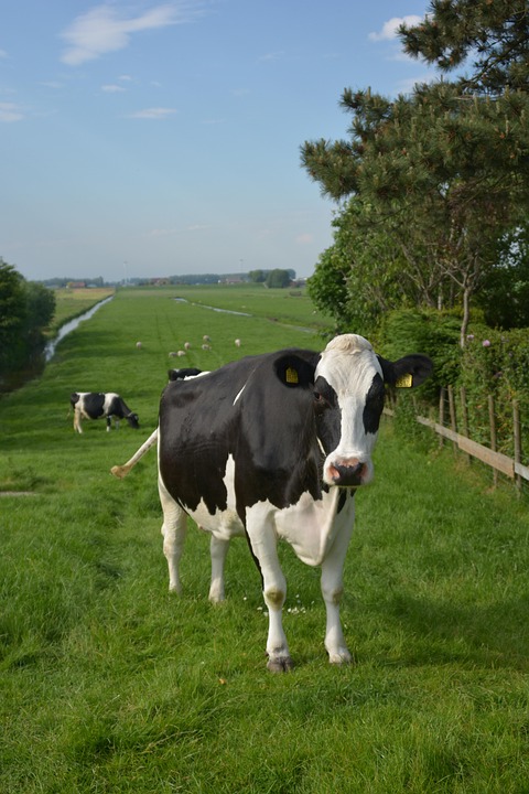 Cow Netherlands Landscape - Free photo on Pixabay - Pixabay