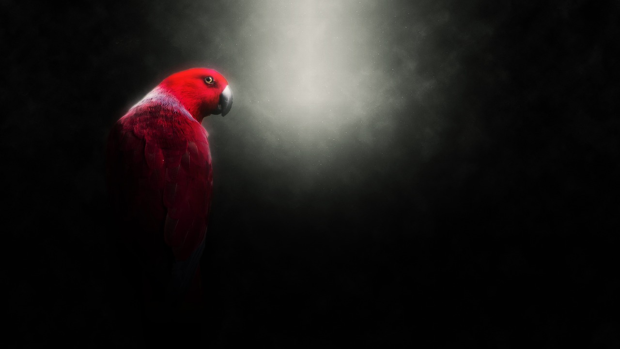 Perroquet Tropical Nature - Photo gratuite sur Pixabay