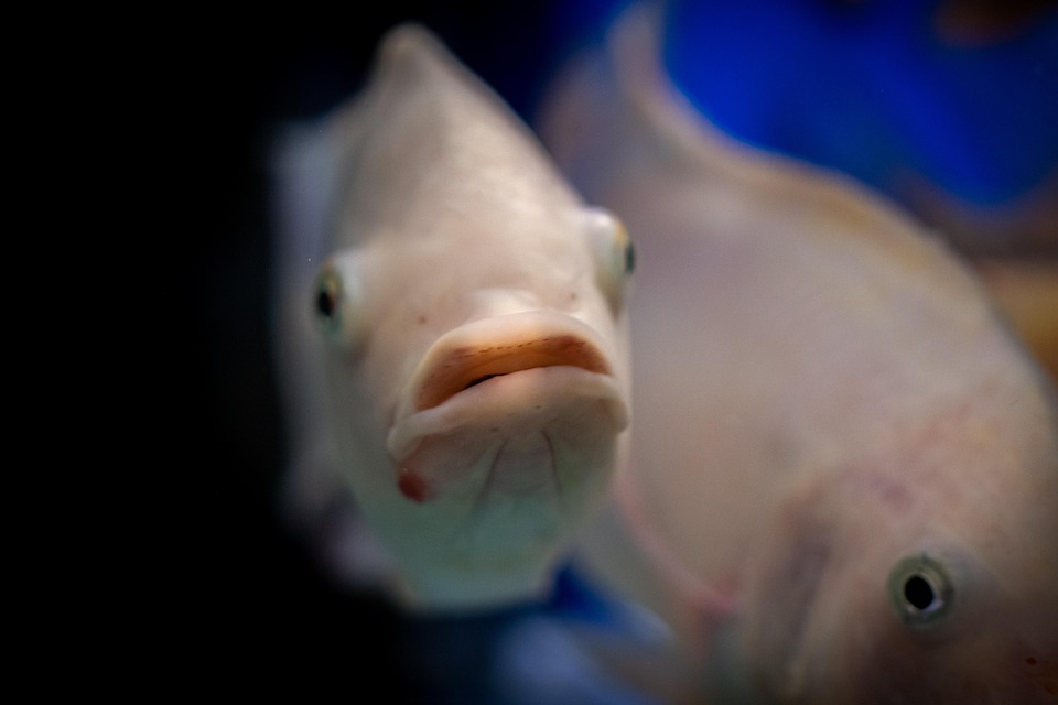 Peixe Agua Embaixo Da - Foto gratuita no Pixabay - Pixabay