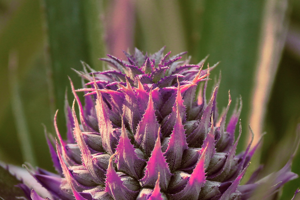 Flor Piña Natural - Foto gratis en Pixabay - Pixabay