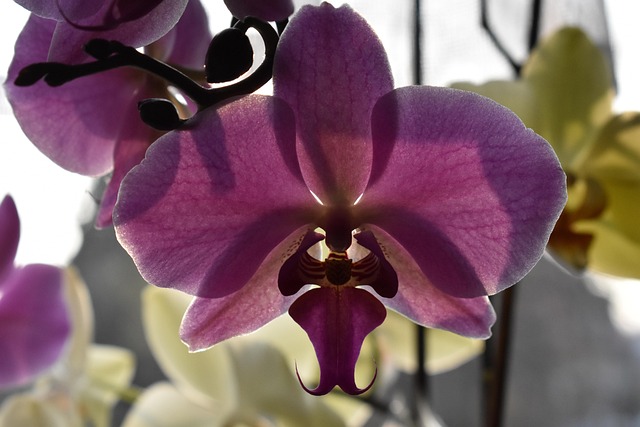 Orchidée La Nature Fleur - Photo gratuite sur Pixabay - Pixabay