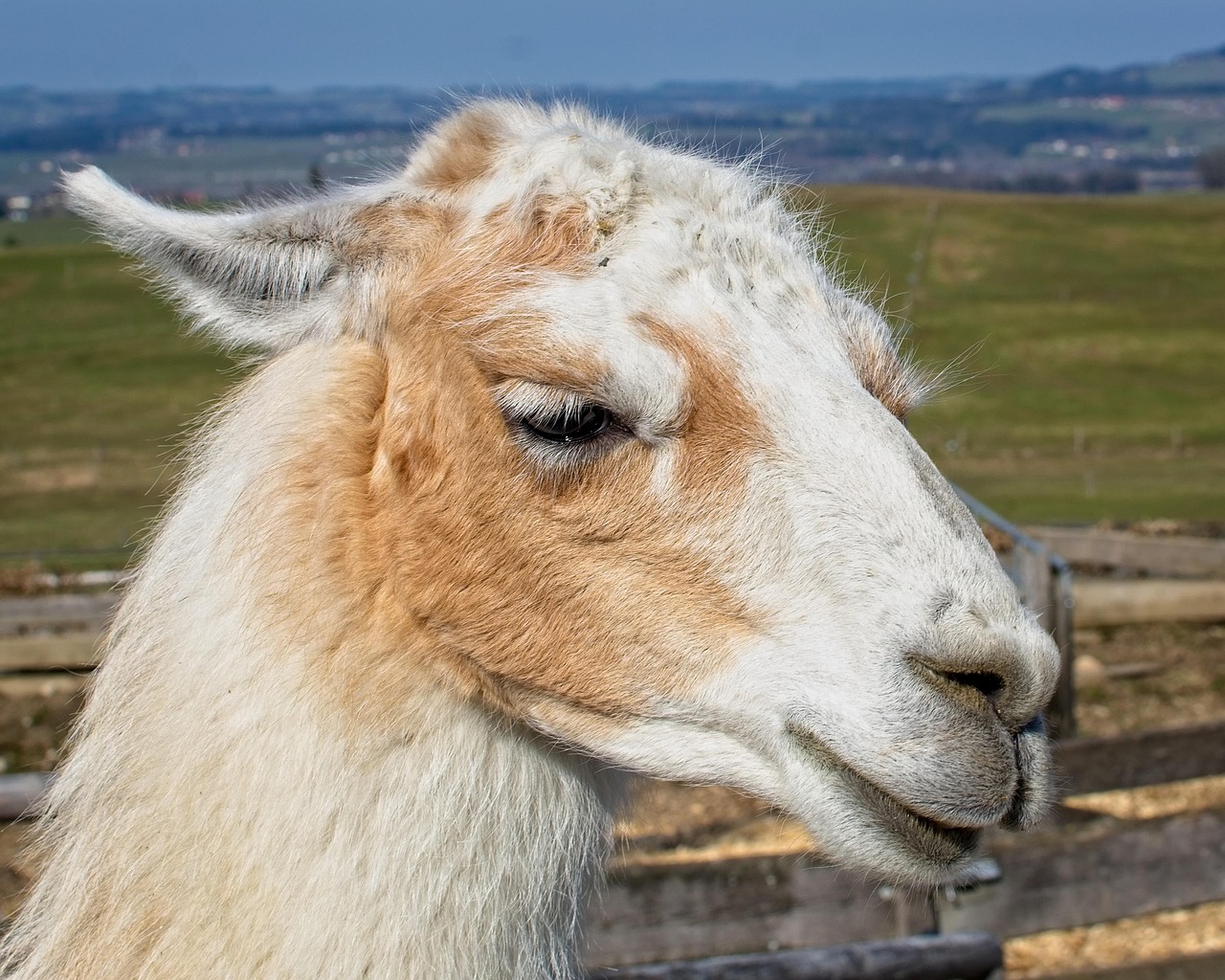 Lama Cabeza Animal - Foto gratis en Pixabay - Pixabay Lama Cabeza Animal - Foto gratis en Pixabay - Pixabay