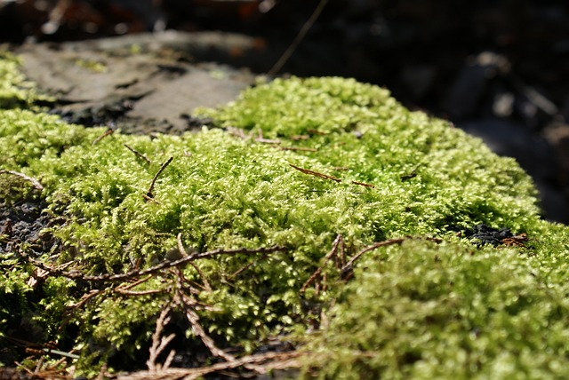 Mousse Nature Forêt - Photo gratuite sur Pixabay - Pixabay