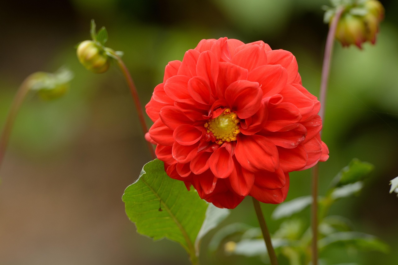 Fleur Rouge Nature - Photo gratuite sur Pixabay - Pixabay