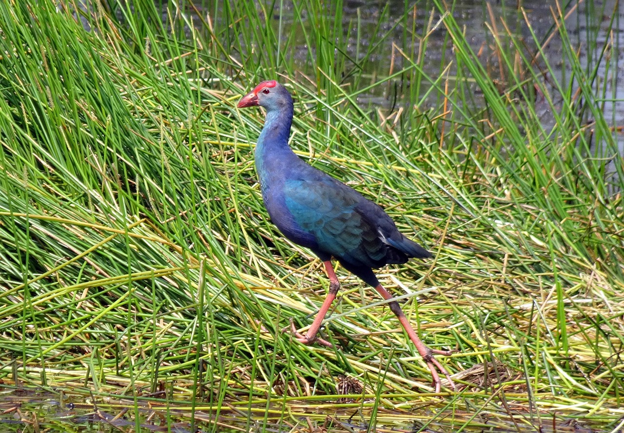 Swamphen Bird Avian - Free photo on Pixabay