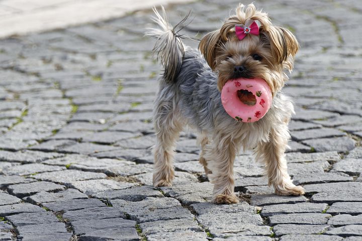 1,000+ Free Doggy & Dog Photos - Pixabay