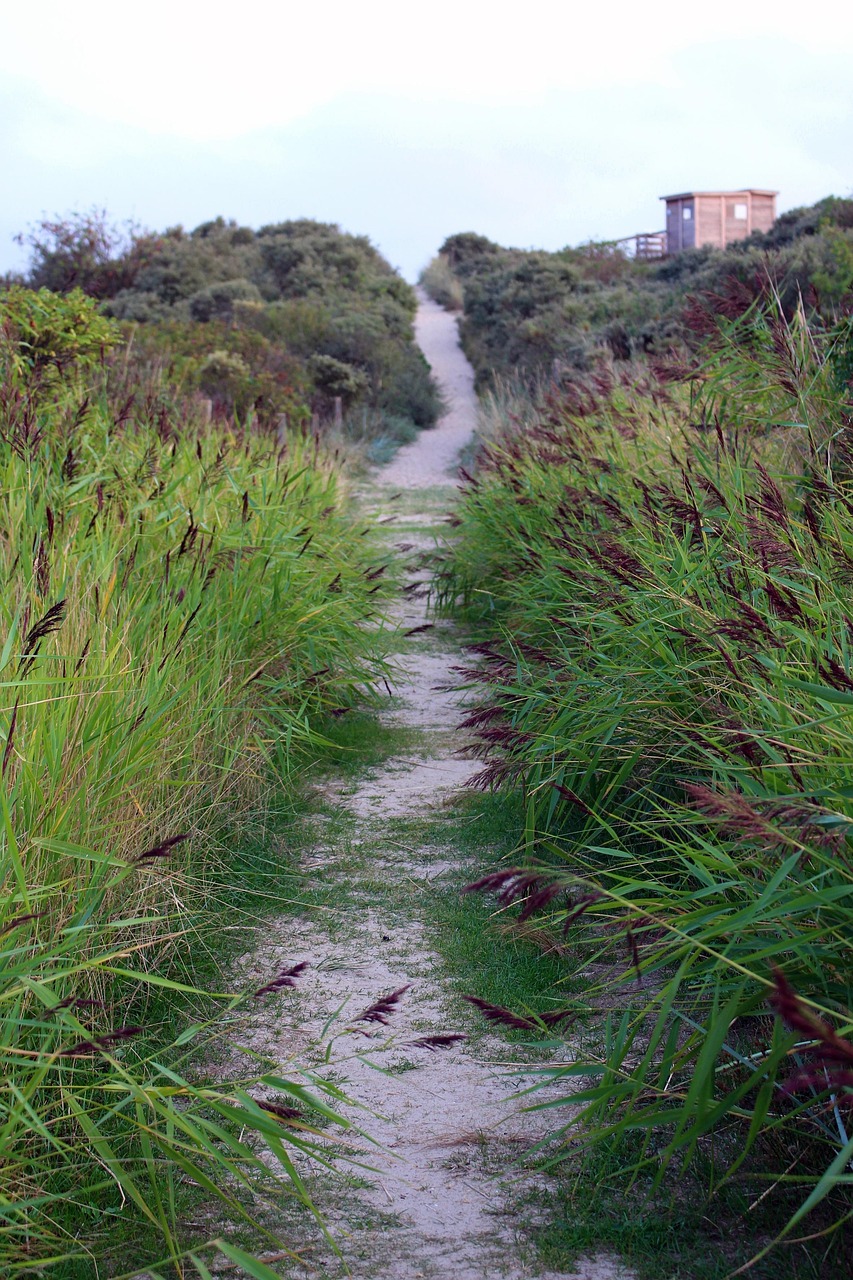 Longoog Reed Path - Free photo on Pixabay