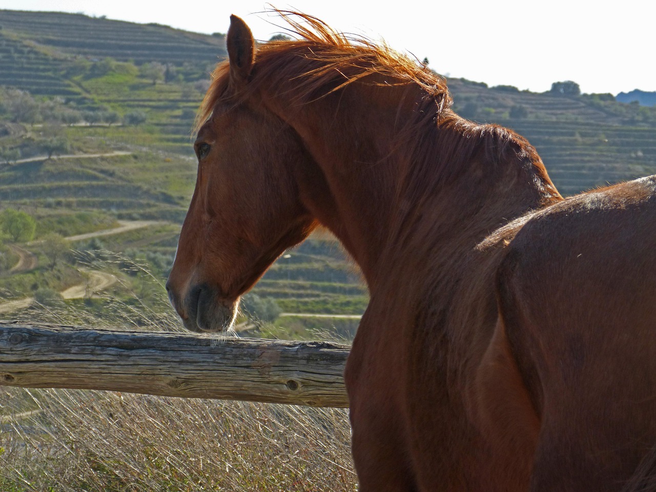 Caballo Cerca Viento - Foto gratis en Pixabay - Pixabay