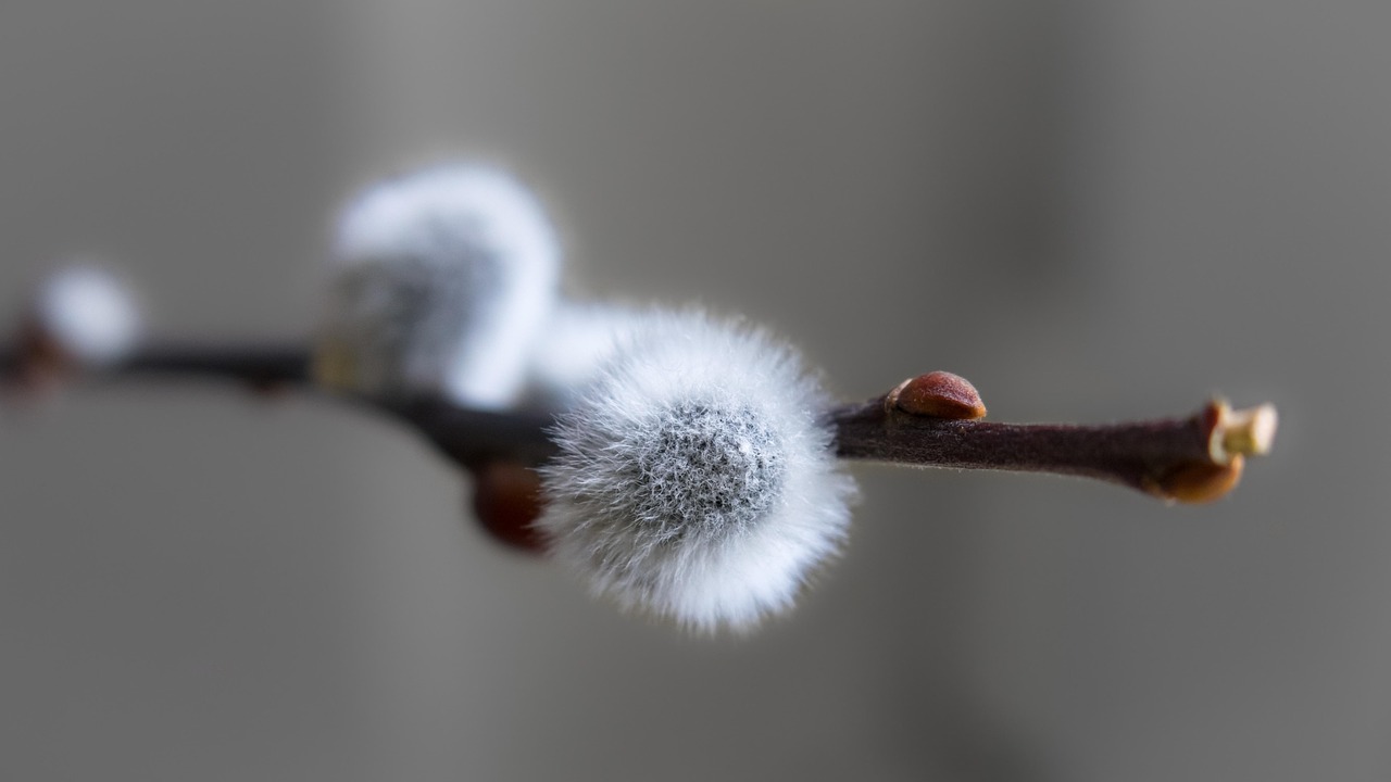 Willow Catkins Kitten Branch - Free photo on Pixabay