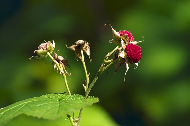 Thimbleberries In Cascade Canyon - Free photo on Pixabay