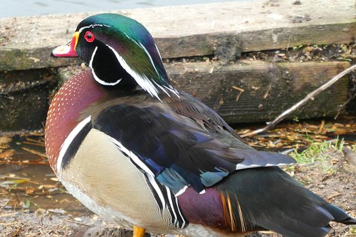 10+ Free Carolina Ducks & Wood Duck Photos - Pixabay