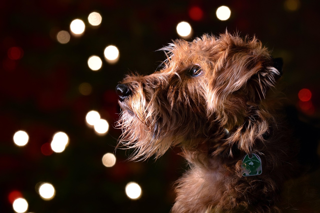 Dog Bokeh Domestic Animal - Free photo on Pixabay