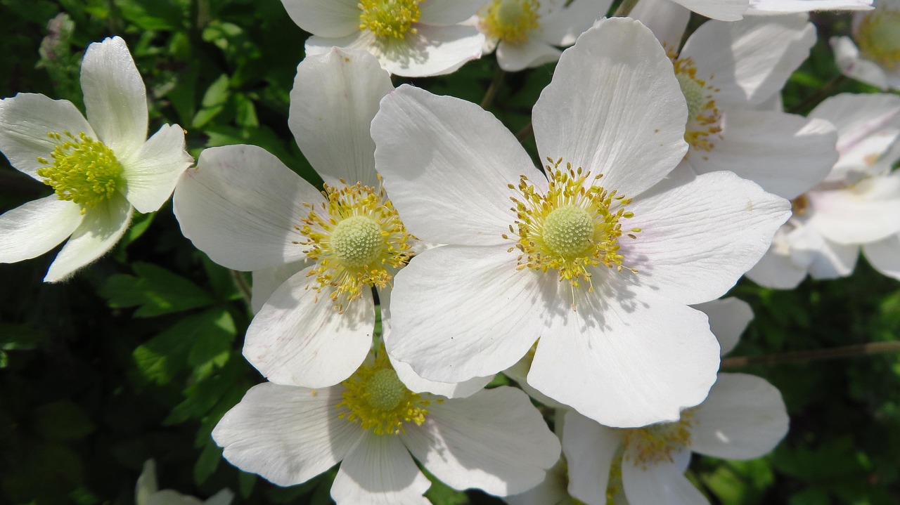 Anemones Spring Anemone - Free photo on Pixabay