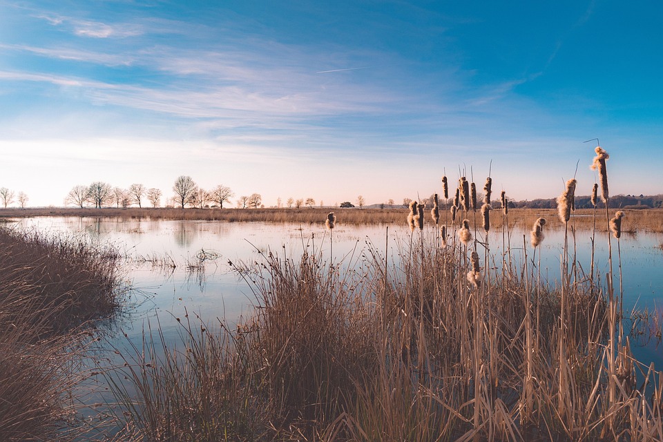 Water Pond Landscape - Free photo on Pixabay - Pixabay