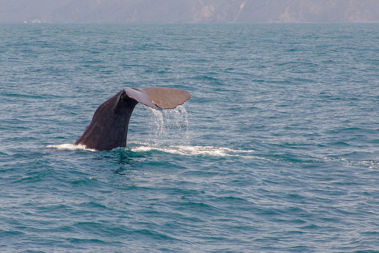 100+ Free Whale Tail & Whale Images - Pixabay