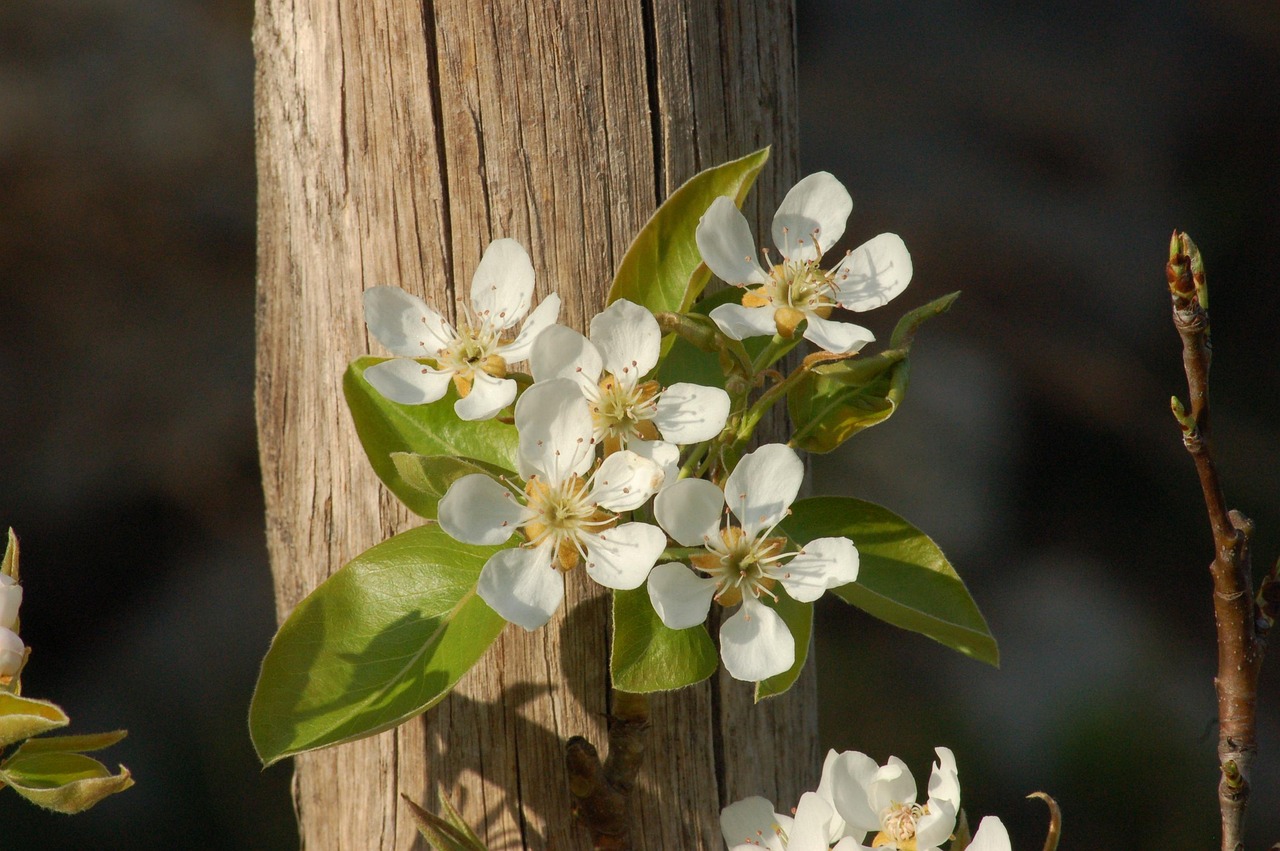Flowering Spring Flower - Free photo on Pixabay - Pixabay
