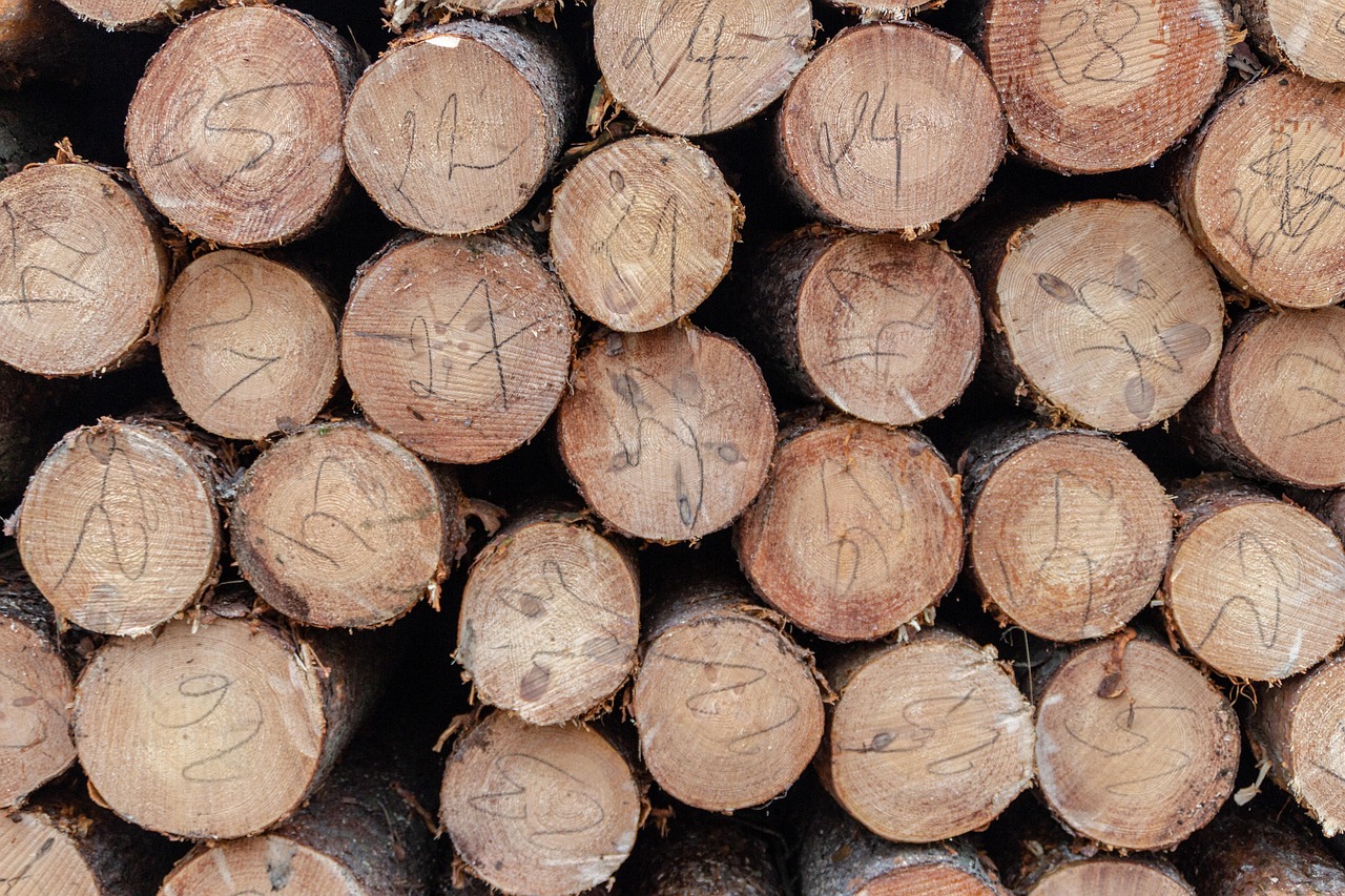 Wood Truncated Forest - Free photo on Pixabay - Pixabay