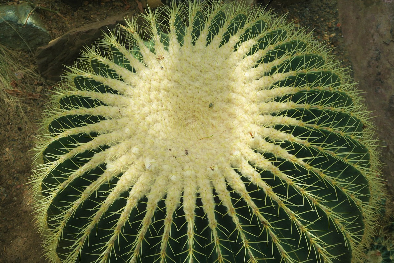 Cactus Nature Botanical - Free photo on Pixabay - Pixabay