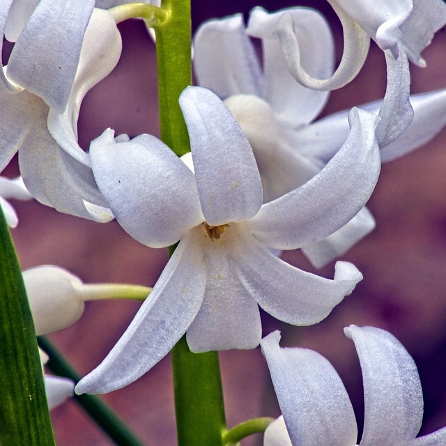 White Hyacinth In Arkansas Blossom - Free photo on Pixabay - Pixabay