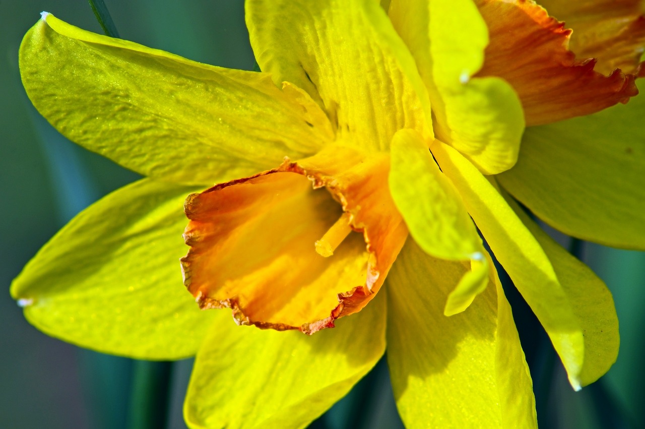 70+ Free Jonquils & Narcissus Images - Pixabay