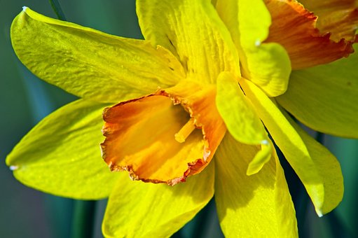 60+ Free Jonquil & Narcissus Photos - Pixabay
